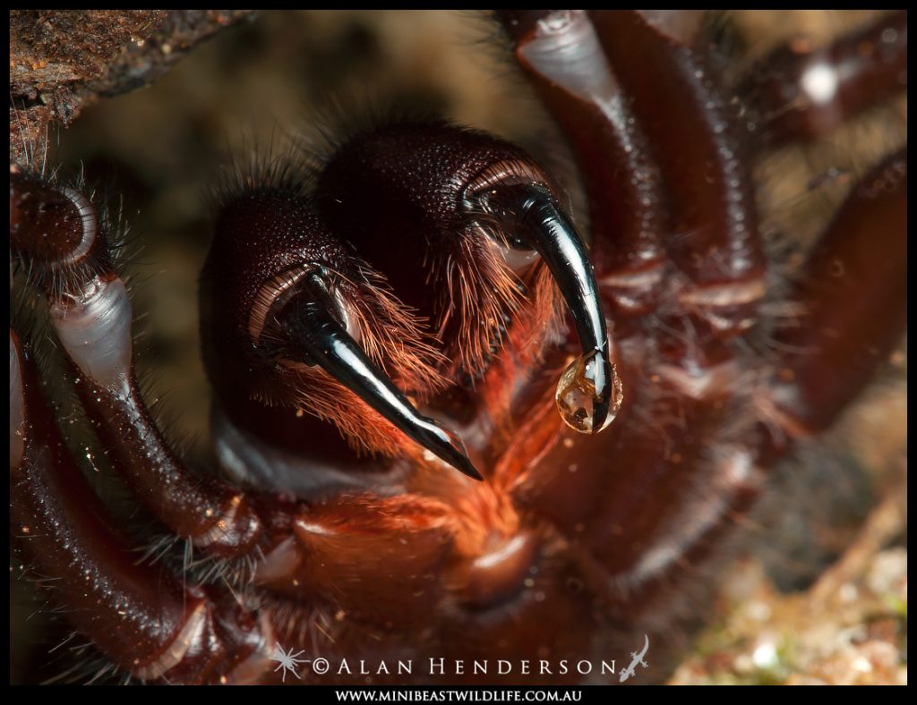 Funnel-web spiders - Minibeast Wildlife