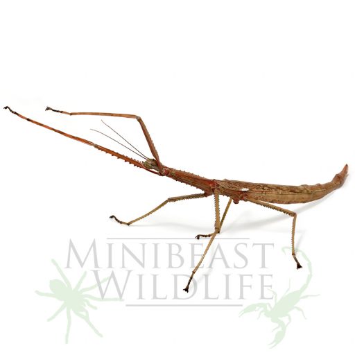 Giant Northern Stick Insect (Acrophylla wuelfingi) - Minibeast Wildlife