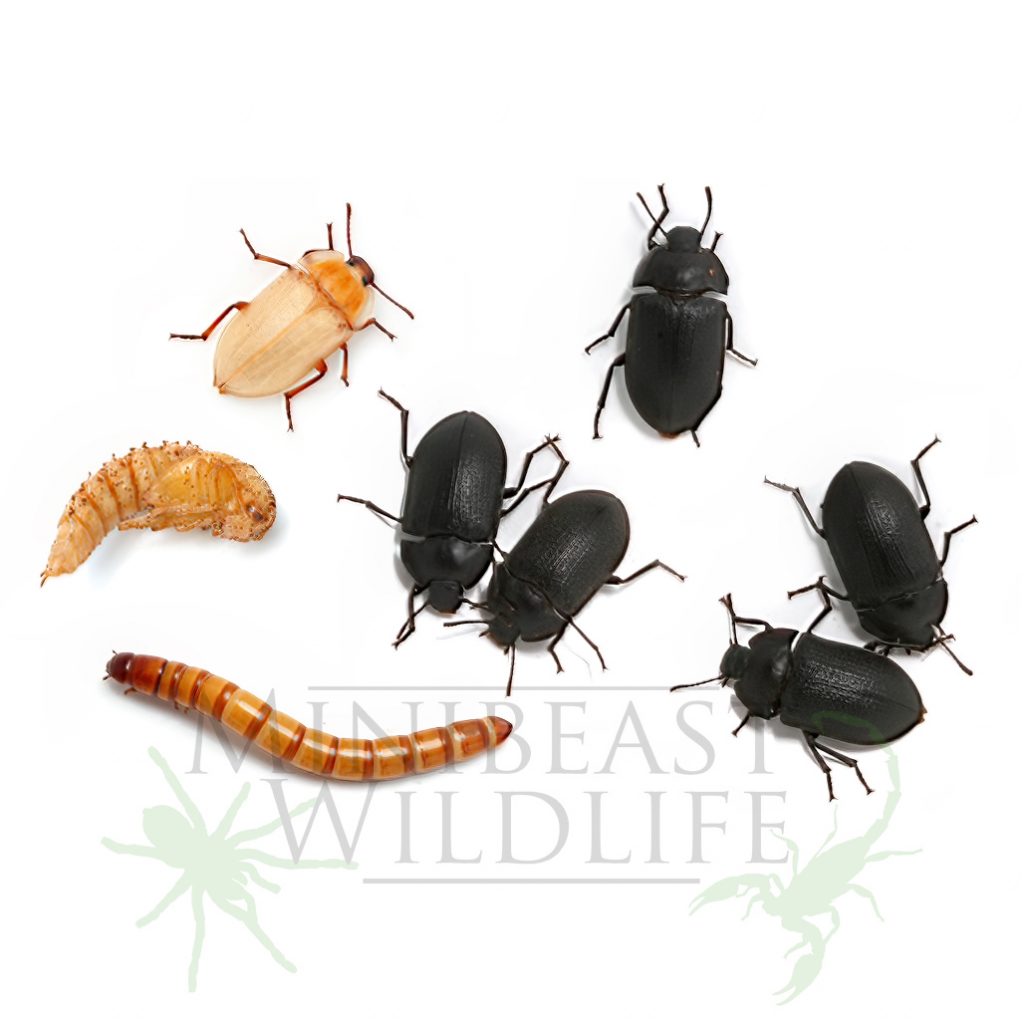 Live insects for schools - Minibeast Wildlife