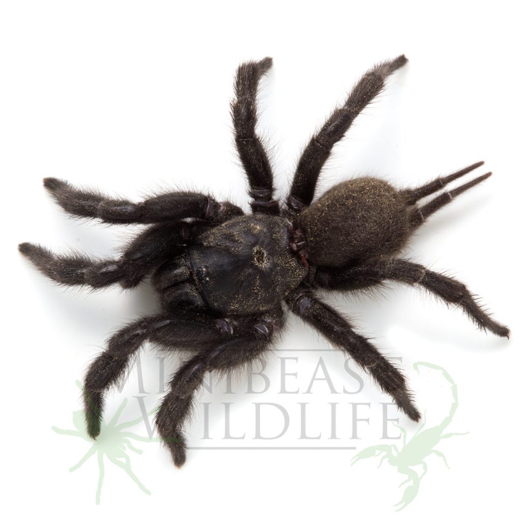 Breeding room - Minibeast Wildlife