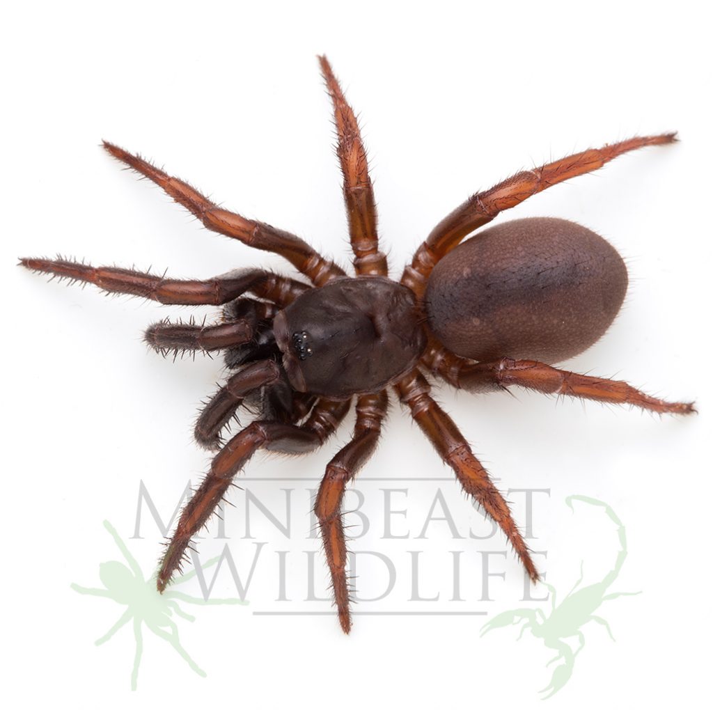 Australian invertebrates - ethical captive breeding | Browse our collection