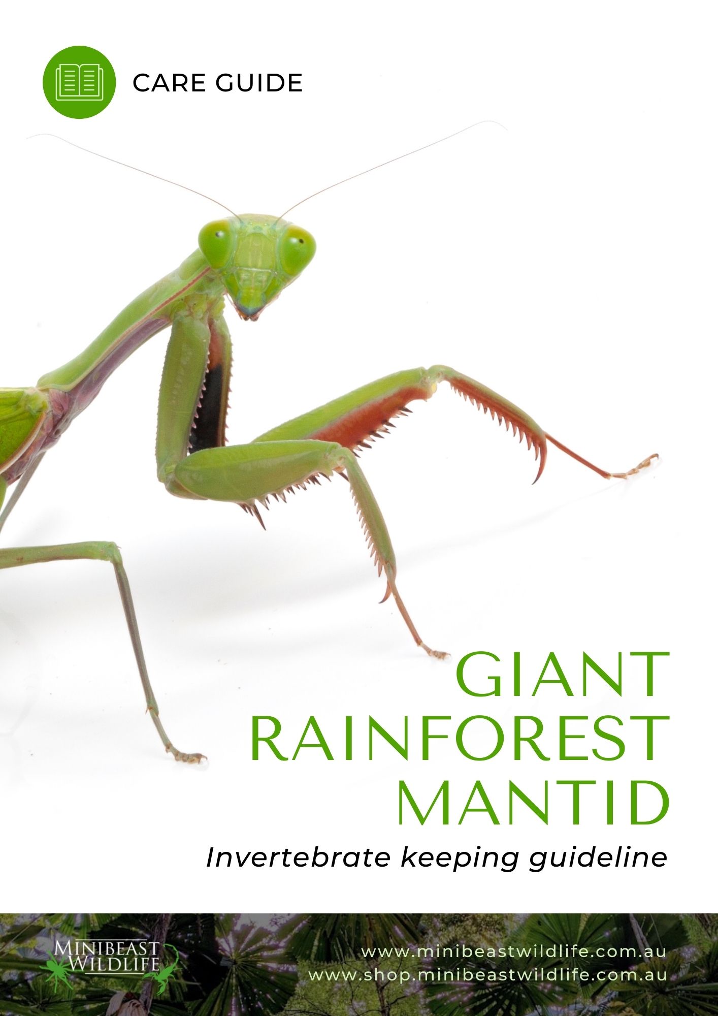 Keeping Stick Insects - Minibeast Wildlife