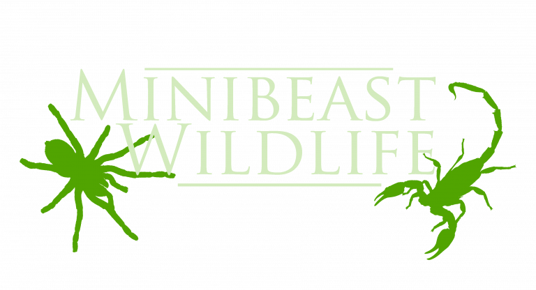 Australian Invertebrate specialists | Minibeast Wildlife