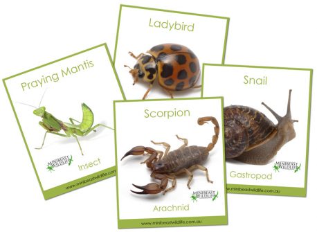 Kids educational materials - Minibeast Wildlife