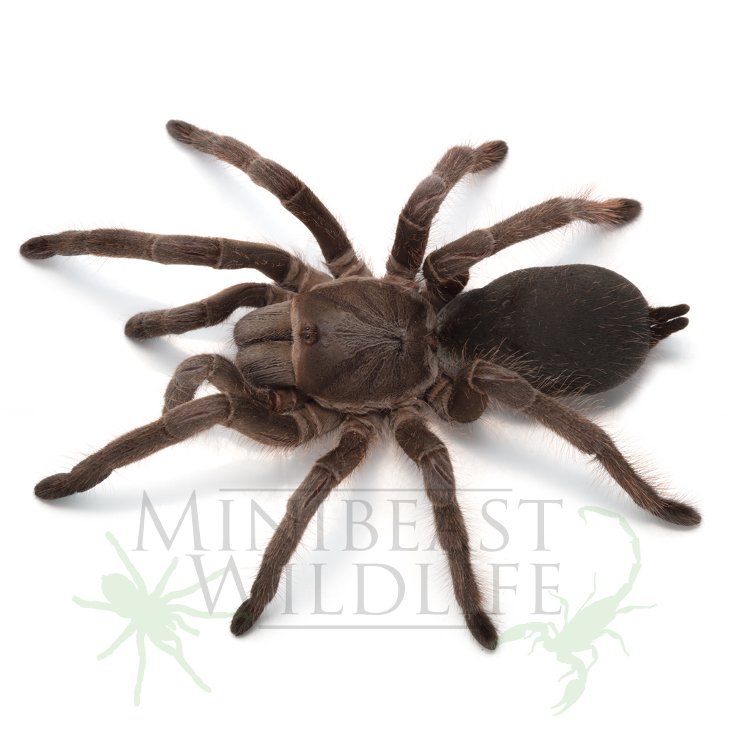 A guide to buying your first (Australian) tarantula - Part Two: Types ...
