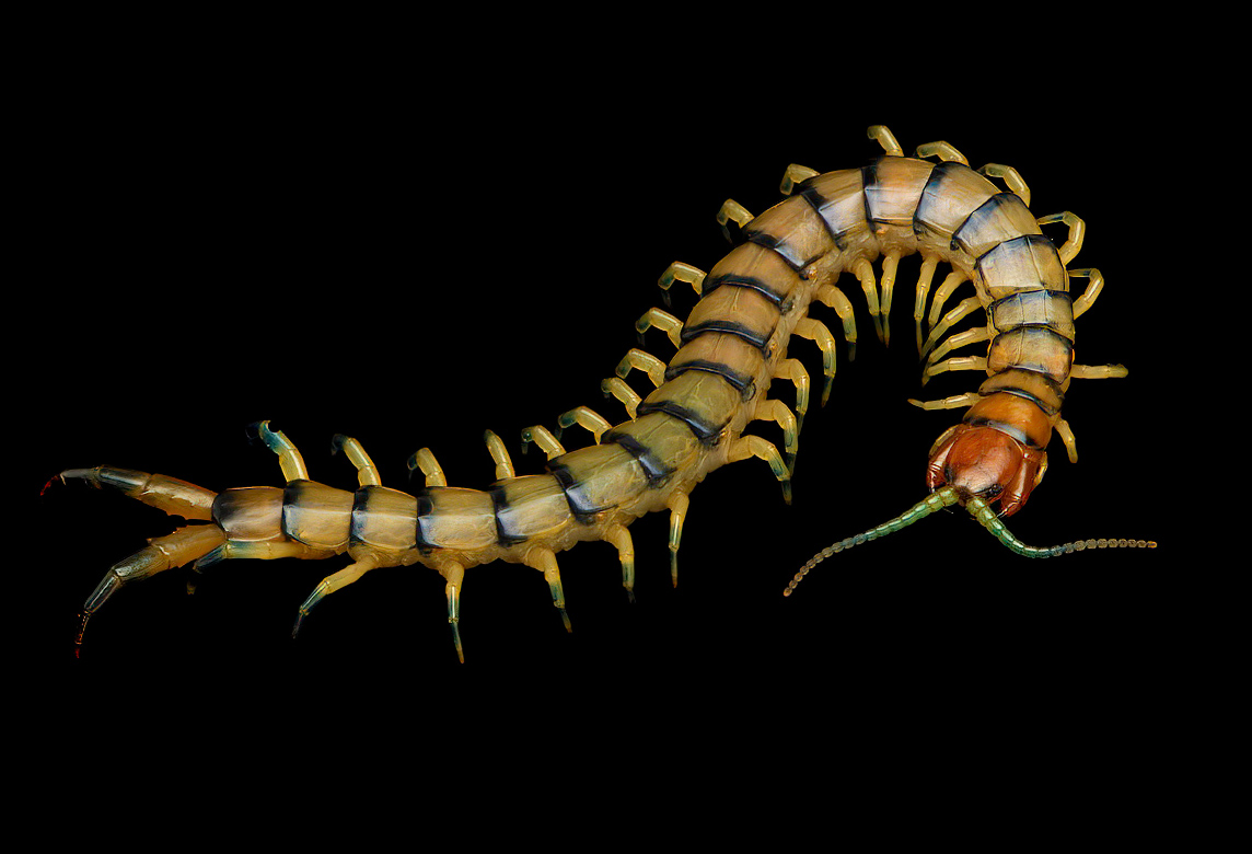 Macro photography | invertebrate images and video | workshops