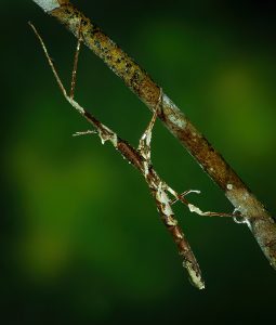 Buying a pet stick insect