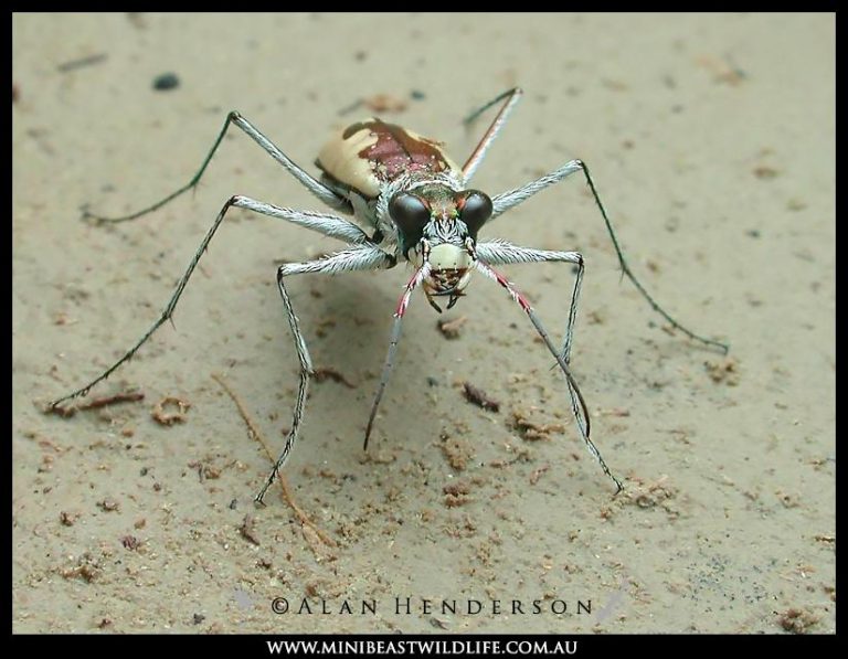 Tiger beetles - the fastest on six legs