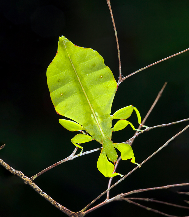 Buying a pet stick insect