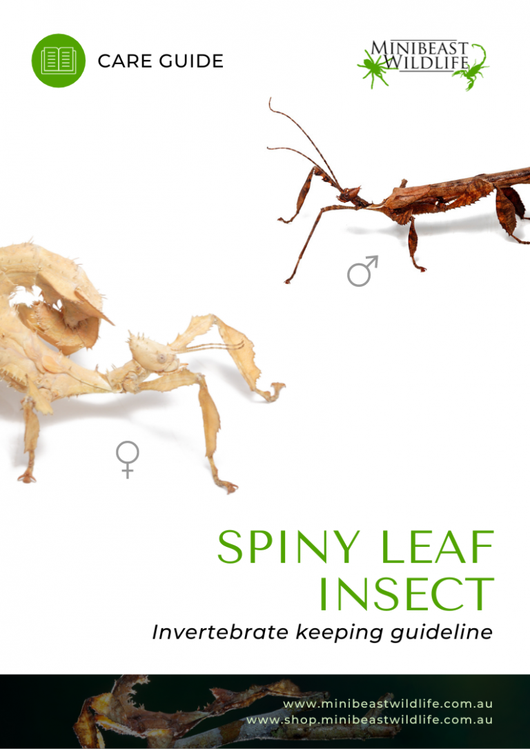 Keeping Stick Insects - Minibeast Wildlife