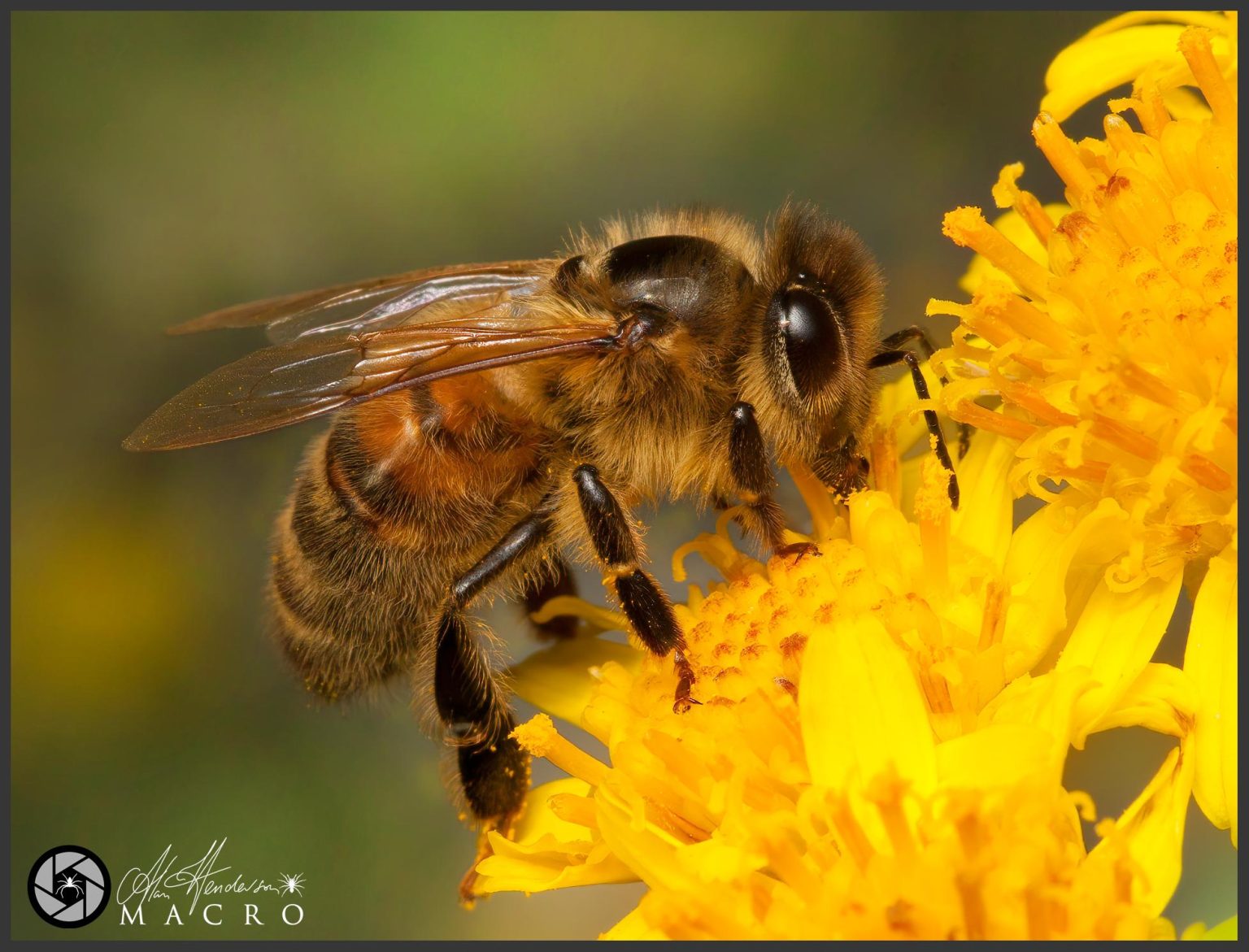 How dangerous are spiders? - Minibeast Wildlife