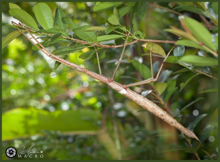 Giant Northern Stick Insect (Acrophylla wuelfingi) - Minibeast Wildlife