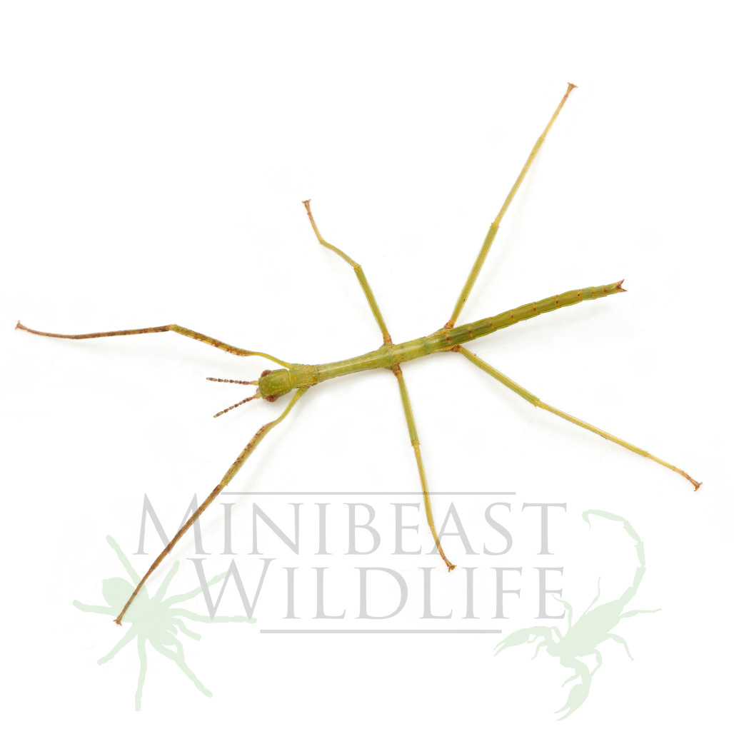 Giant Northern Stick Insect (Acrophylla wuelfingi) - Minibeast Wildlife