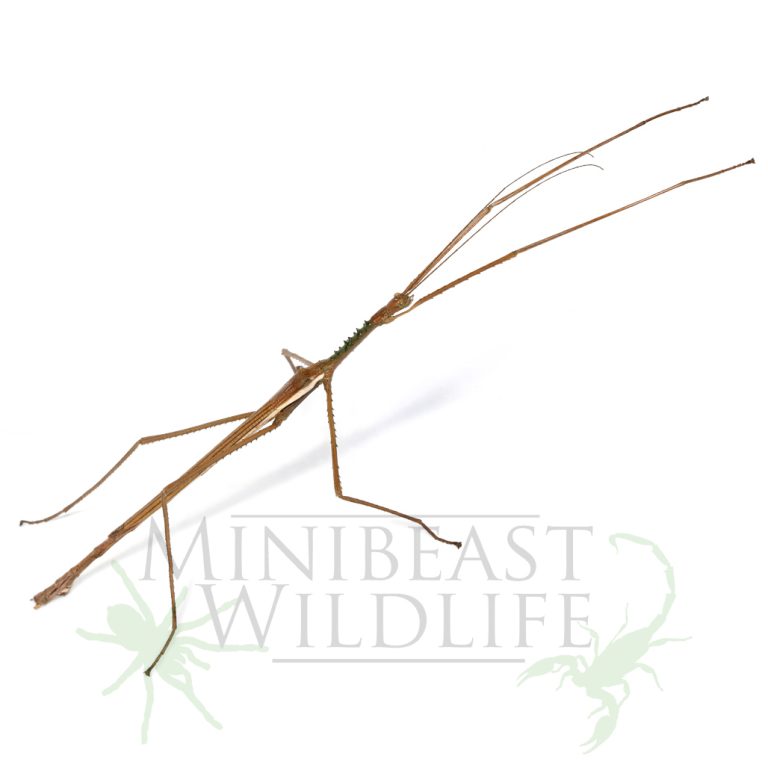 Giant Northern Stick Insect (Acrophylla wuelfingi) - Minibeast Wildlife