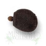 Giant Northern Stick Insect (Acrophylla wuelfingi) - Minibeast Wildlife