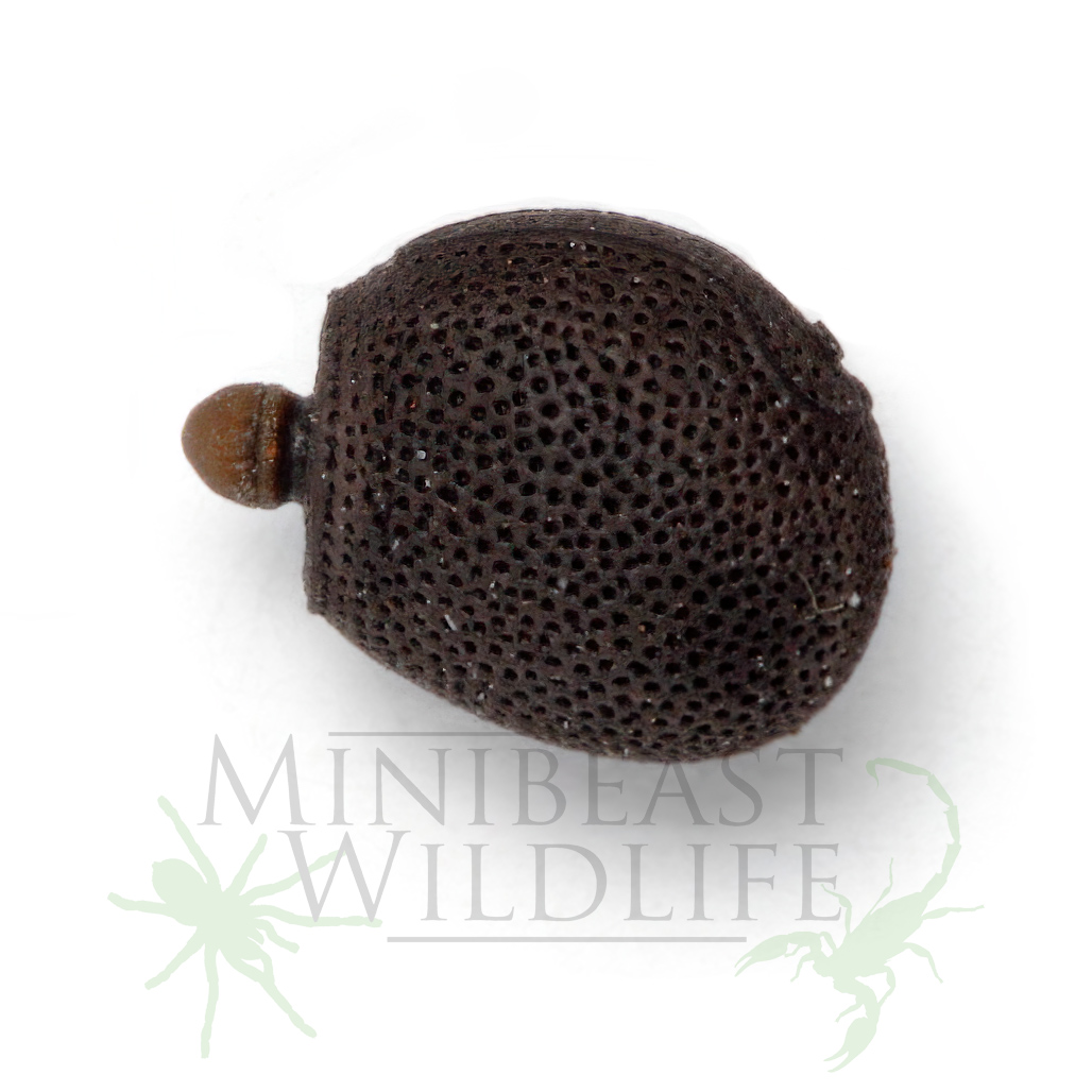 Giant Northern Stick Insect (Acrophylla wuelfingi) - Minibeast Wildlife