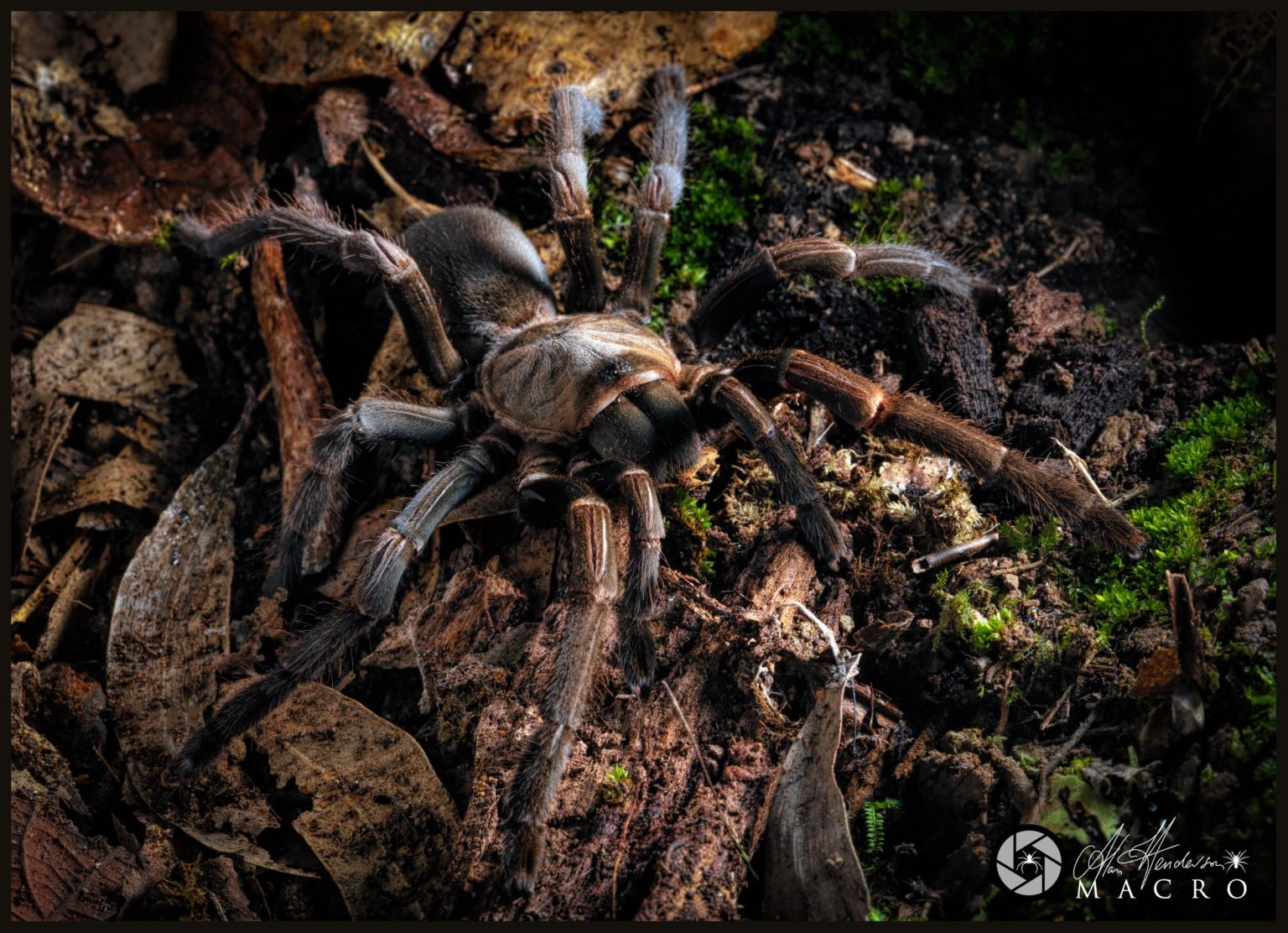 How to buy an Australian tarantula - Minibeast Wildlife