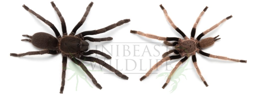 How to tell the sex of Australian tarantulas - Minibeast Wildlife