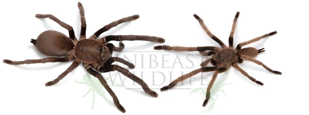 How to tell the sex of Australian tarantulas - Minibeast Wildlife