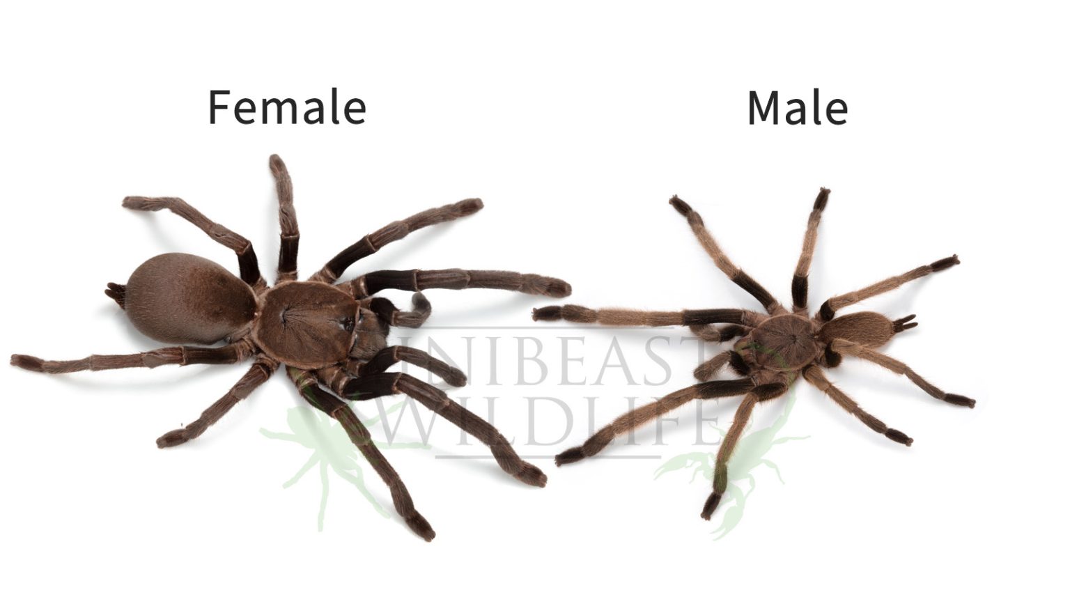 How to tell the sex of Australian tarantulas - Minibeast Wildlife