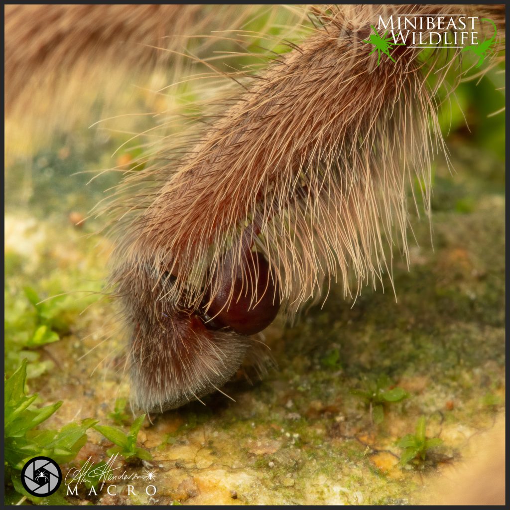 How to tell the sex of Australian tarantulas - Minibeast Wildlife