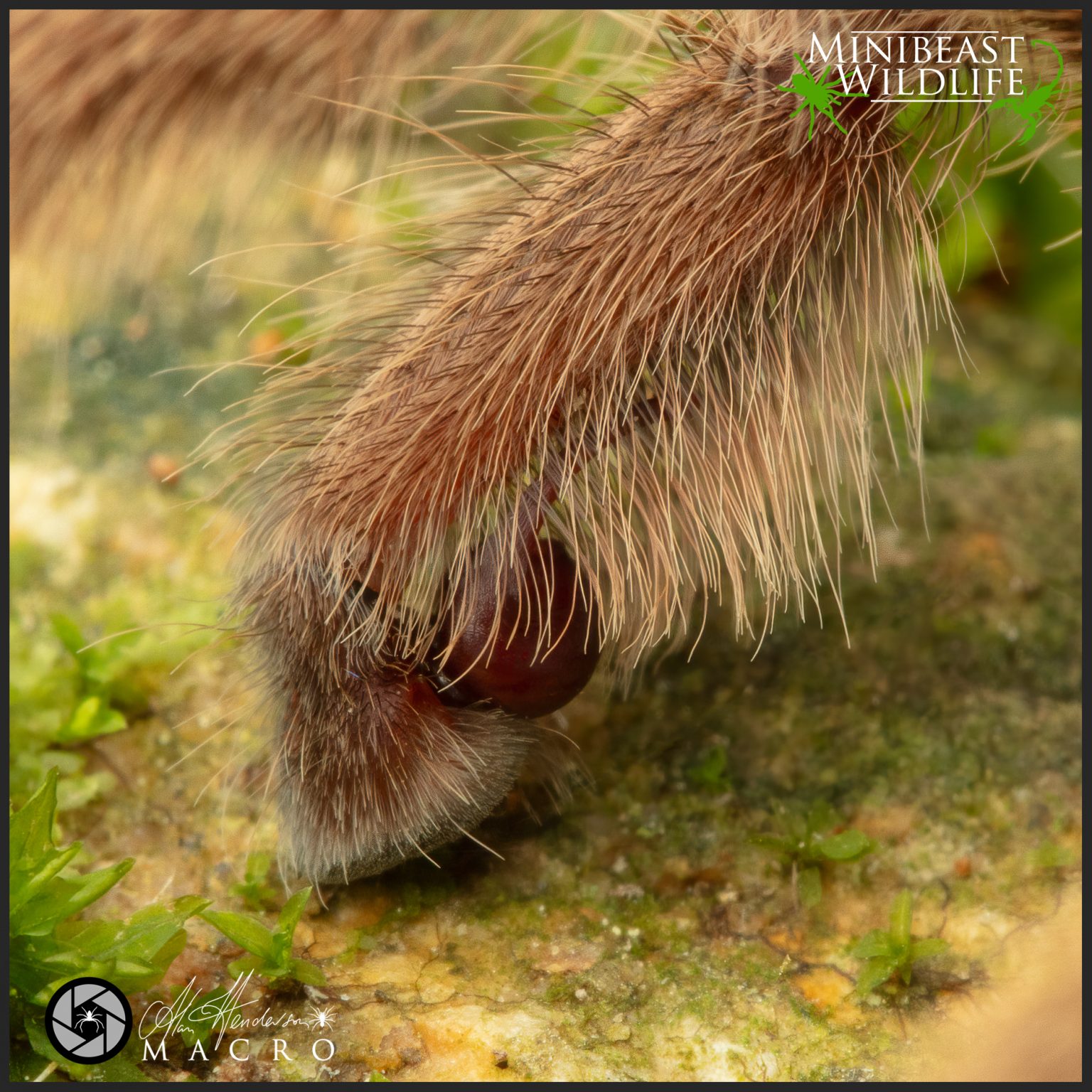 How to tell the sex of Australian tarantulas - Minibeast Wildlife