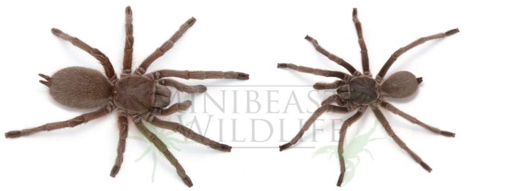 How to tell the sex of Australian tarantulas - Minibeast Wildlife