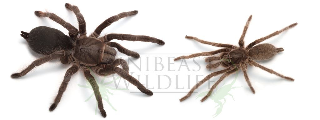 How to tell the sex of Australian tarantulas - Minibeast Wildlife