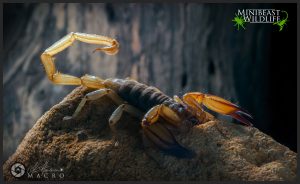 Flinders Ranges Scorpion - Minibeast Wildlife