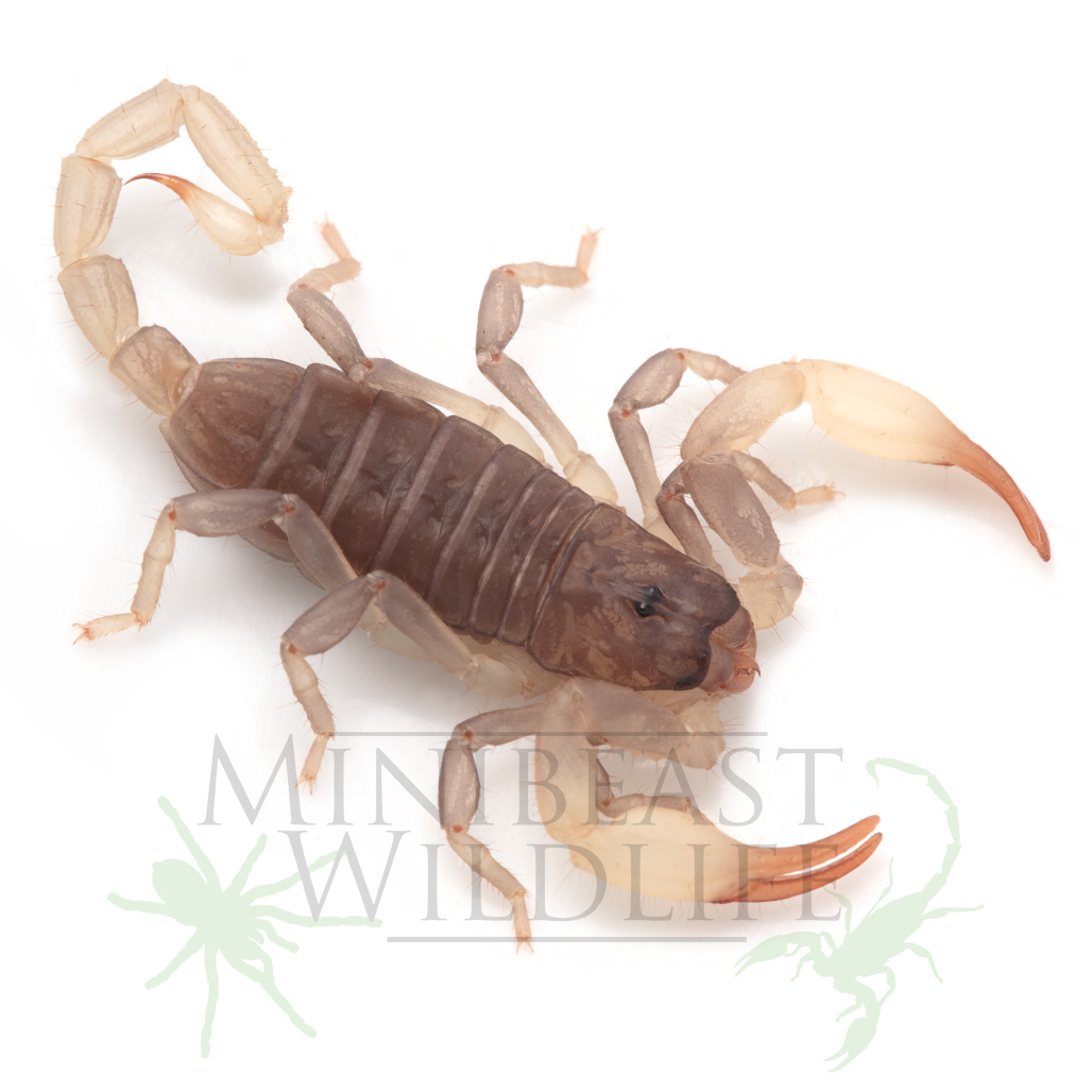 Flinders Ranges Scorpion - Minibeast Wildlife
