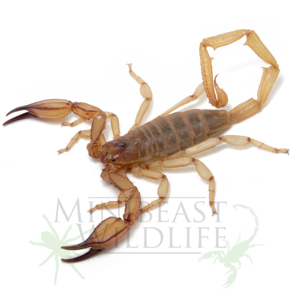 Flinders Ranges Scorpion - Minibeast Wildlife