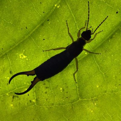 Earwigs - Minibeast Wildlife